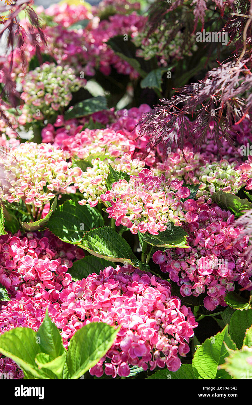 Portrait image of Hydrangea shrub in full summertime bloom and bathed ...