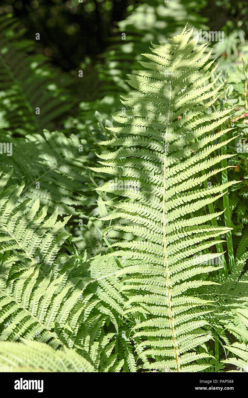 Cluster of ferns in summer hi-res stock photography and images - Alamy