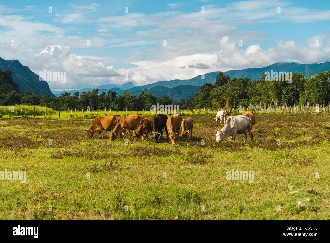 Laos, Vang Vieng, cows in field Stock Photo - Alamy