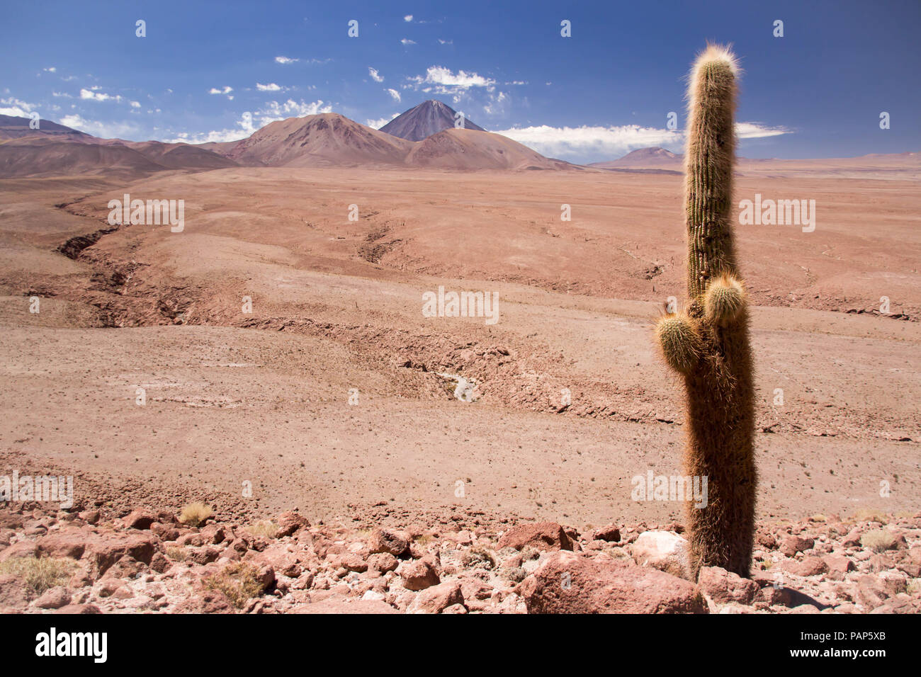 Lone Cactus In The Desert