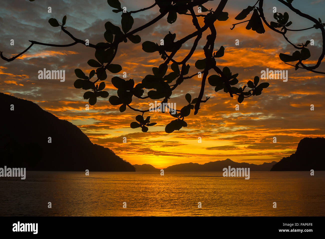Talisay Tree branches silhouetted by a stunning orange island sunset ...