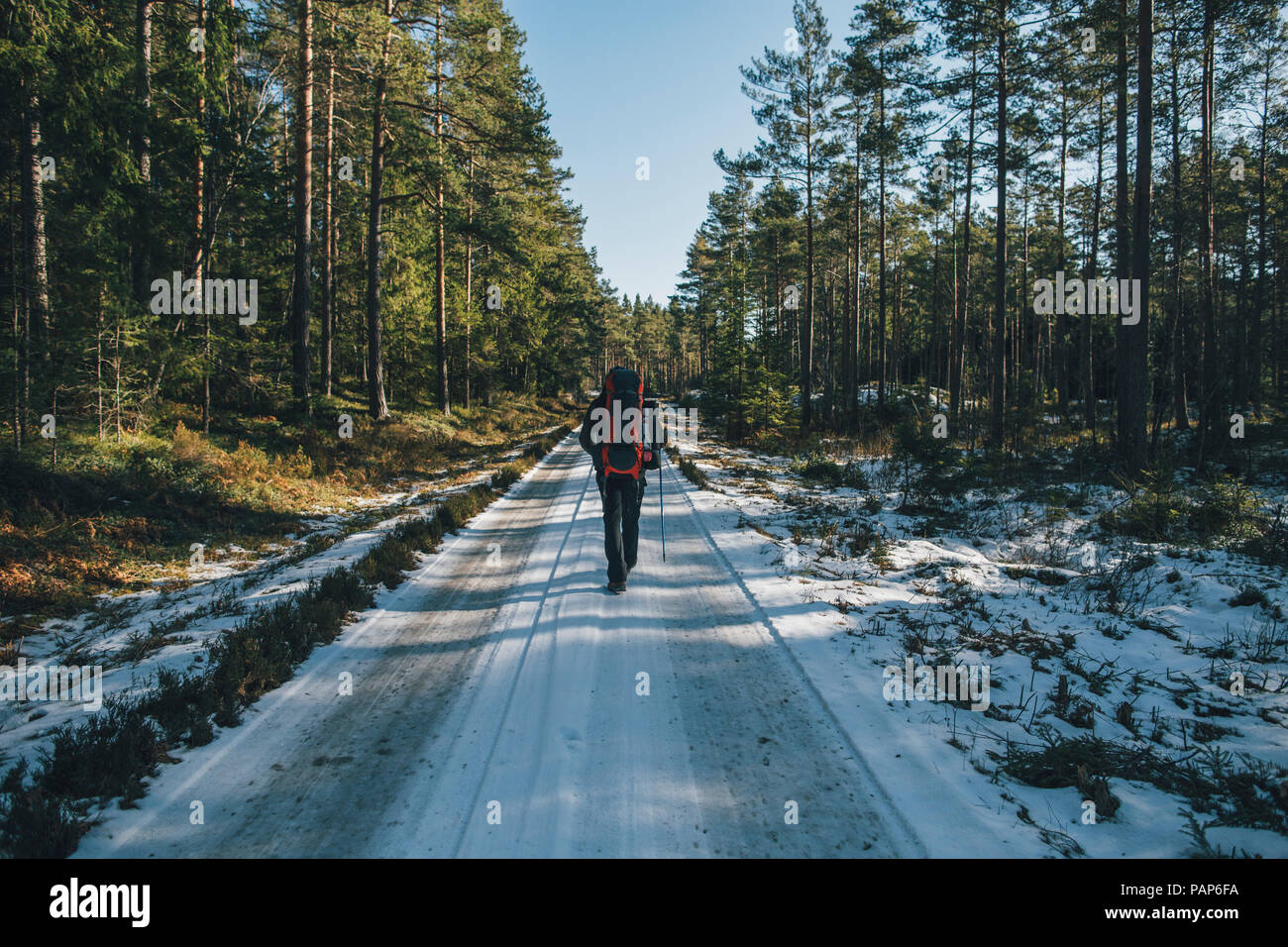Sweden, Sodermanland, backpacker hiking on path in remote forest in ...