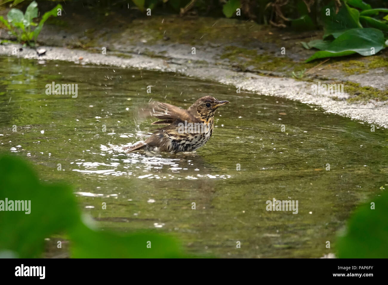 Thrush bathing hi-res stock photography and images - Alamy