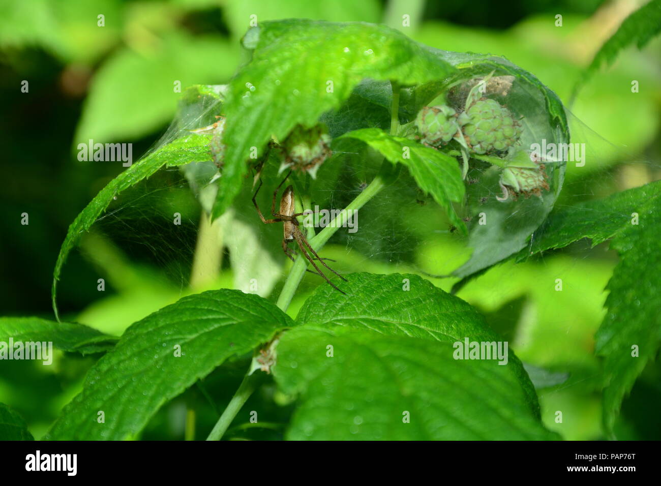 Spider in a web with spider babies in green nature Stock Photo - Alamy