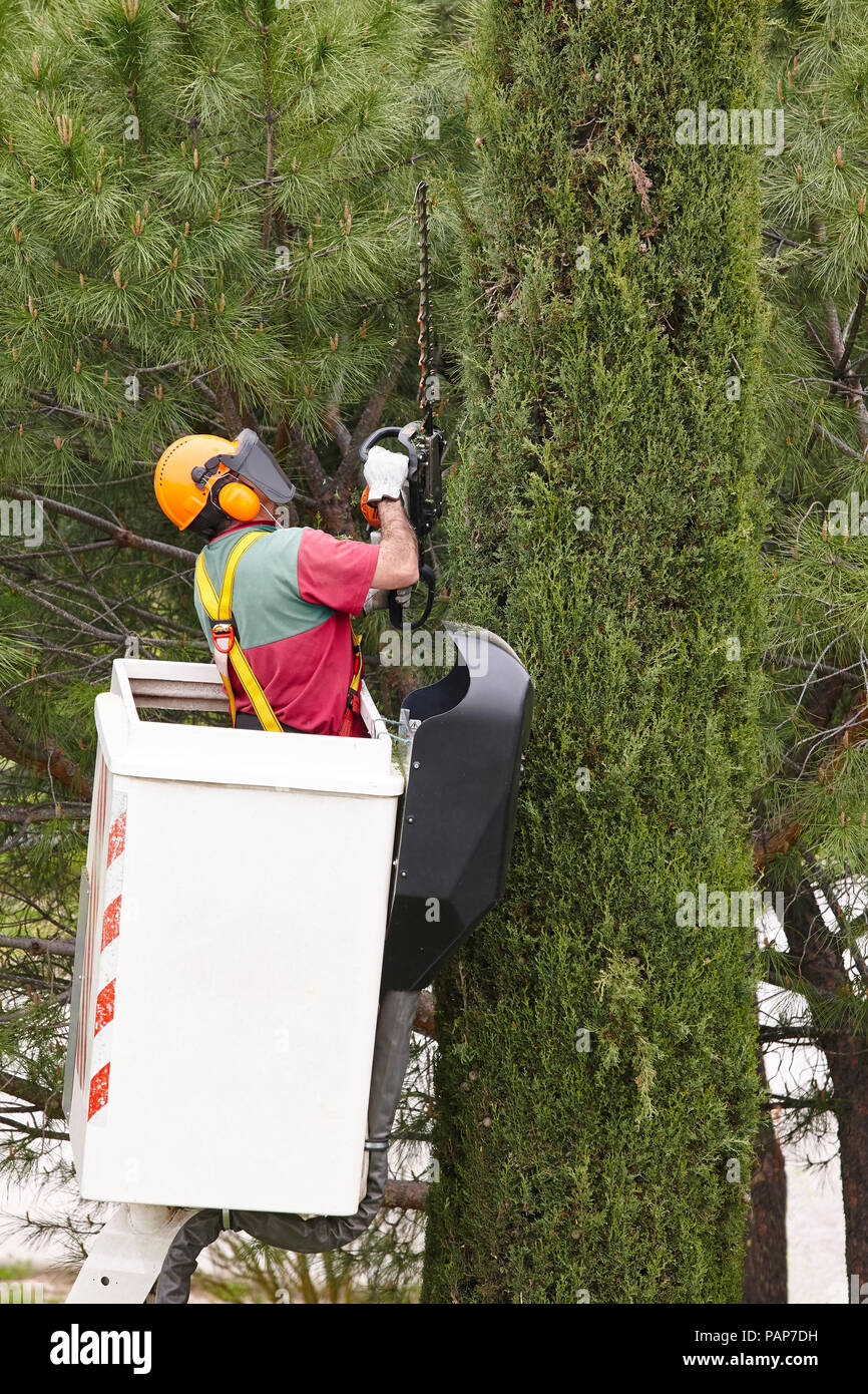Equiped worker pruning a tree on a crane. Gardening works Stock Photo ...