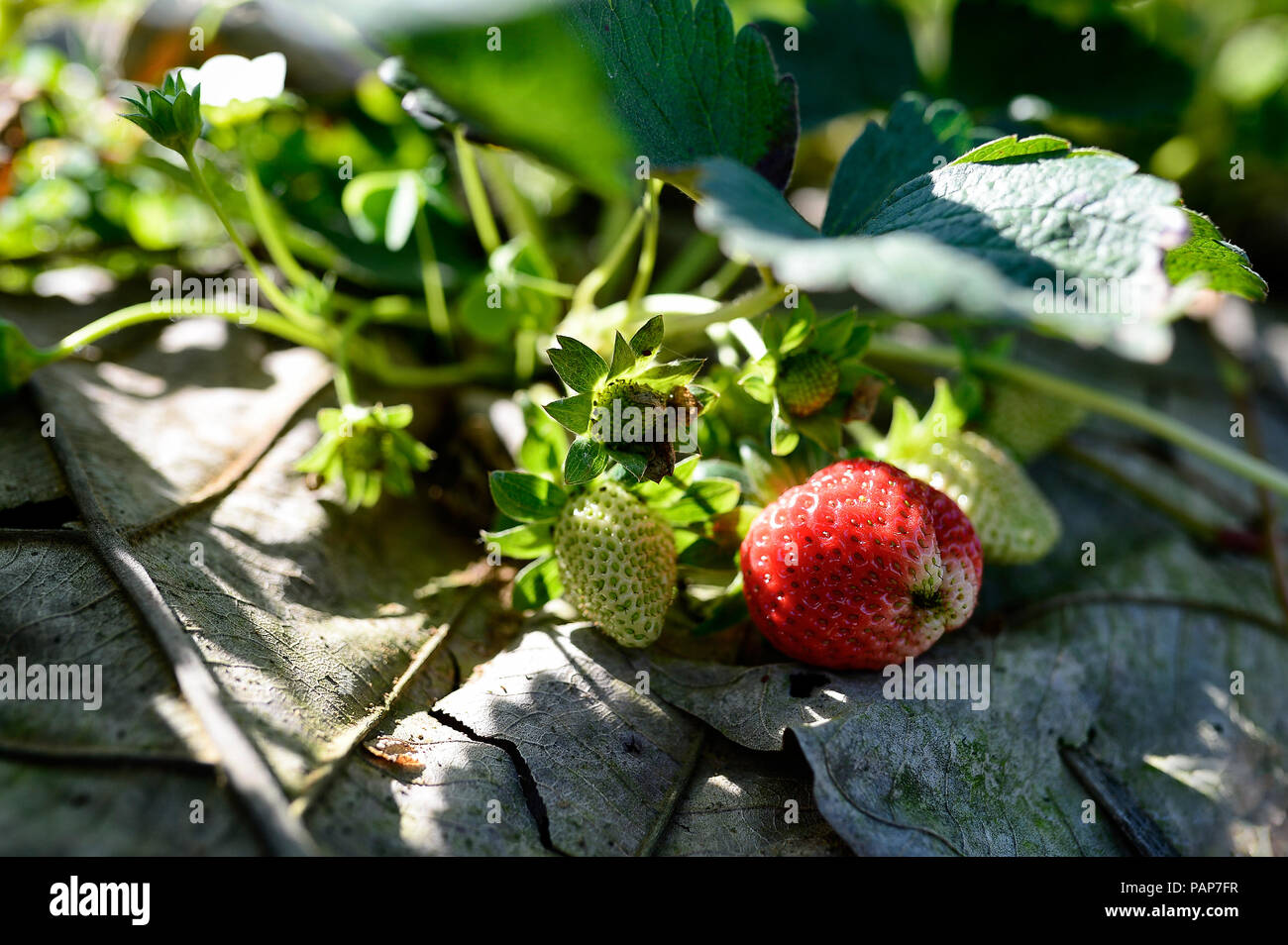 Fresh red Strawberry plant in the garden Stock Photo - Alamy