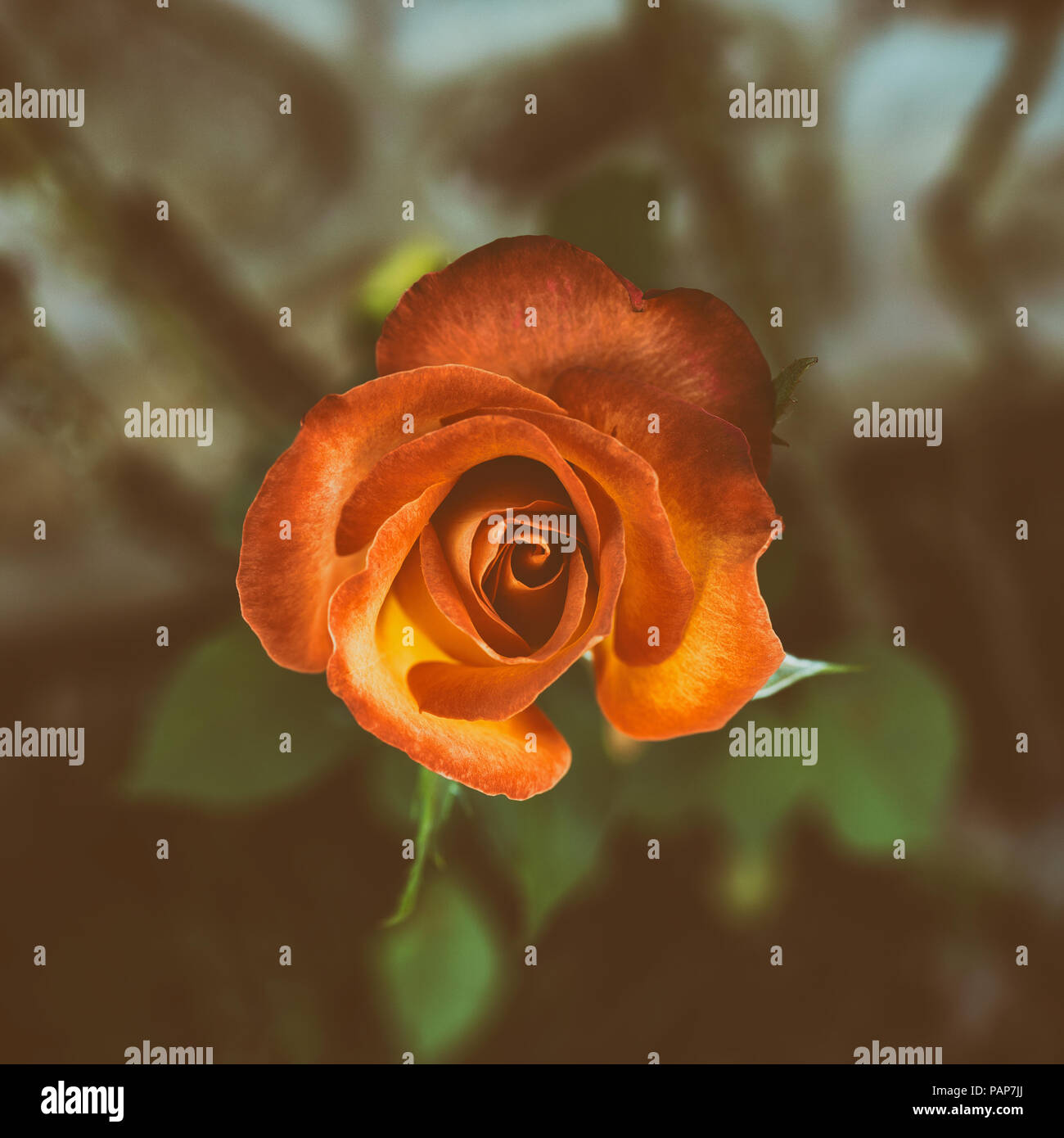 Solitary a Red Roses, Vintage Color tone Stock Photo - Alamy