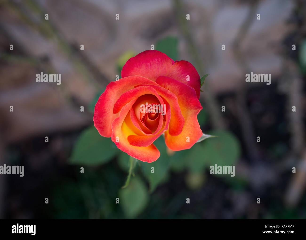Beautiful Solitary of a Red Roses Stock Photo - Alamy