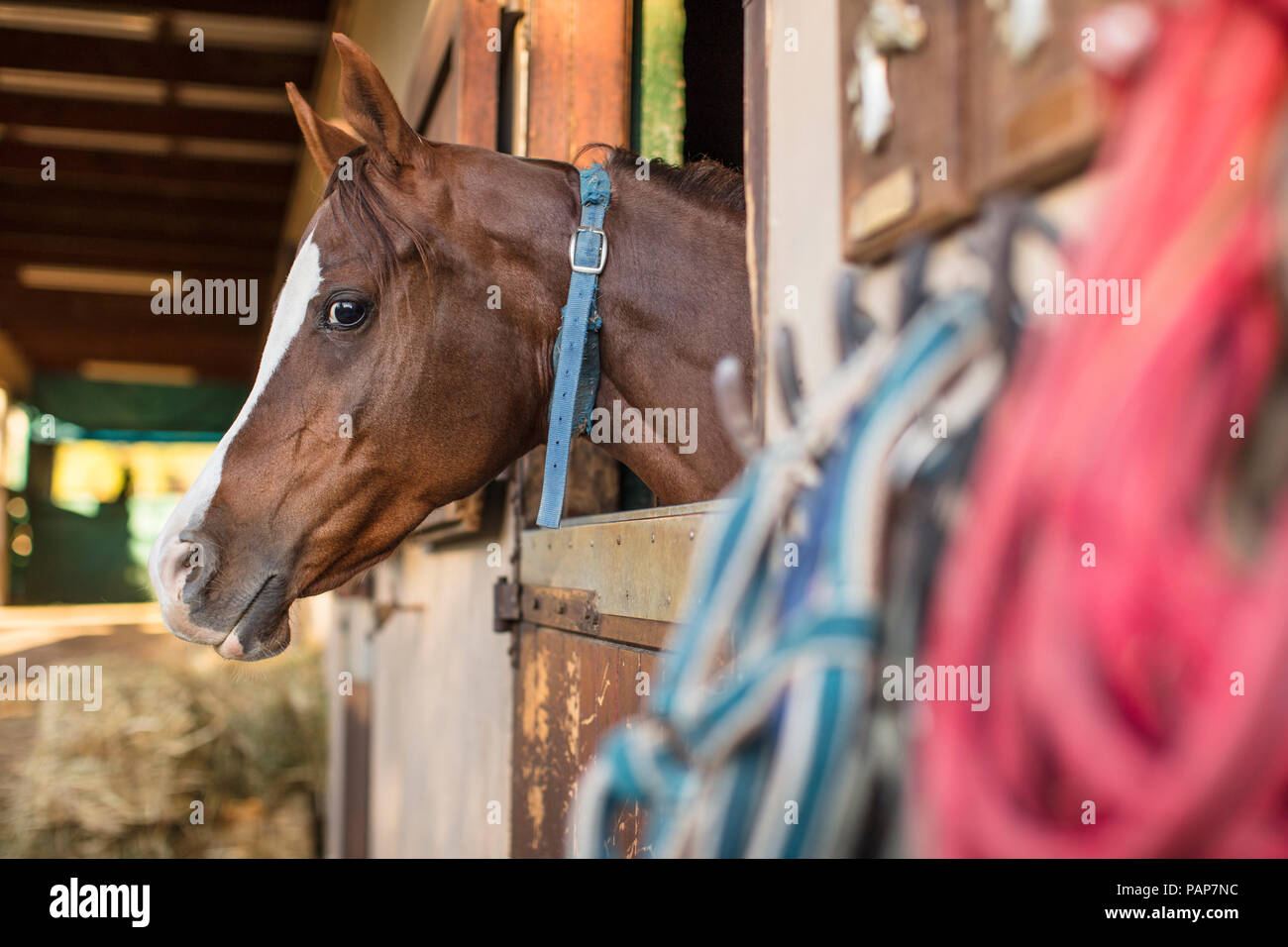 Horse on a farm in stable Stock Photo - Alamy