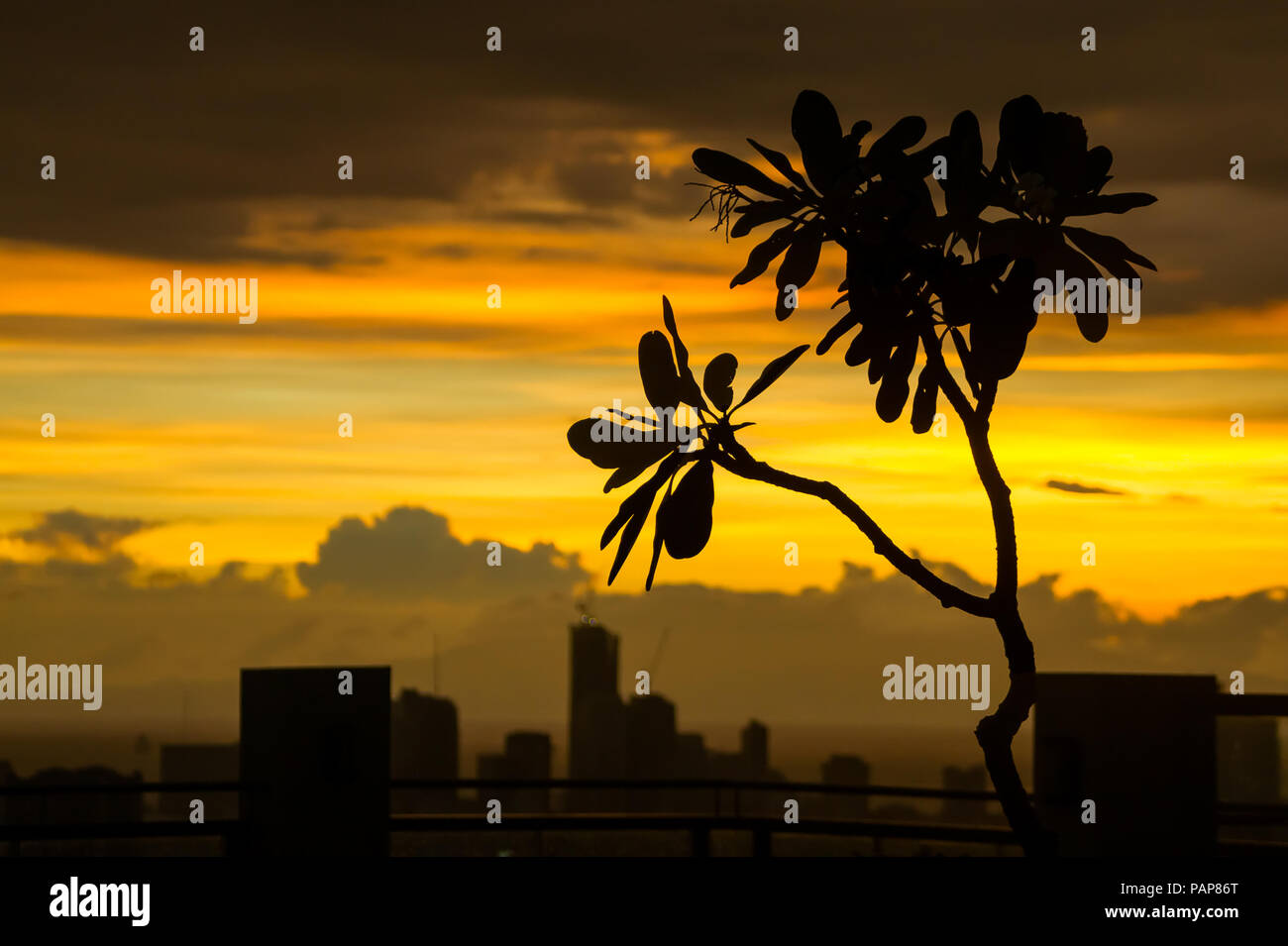 Silhouette of flowering kalachuchi tree with urban building landscape ...