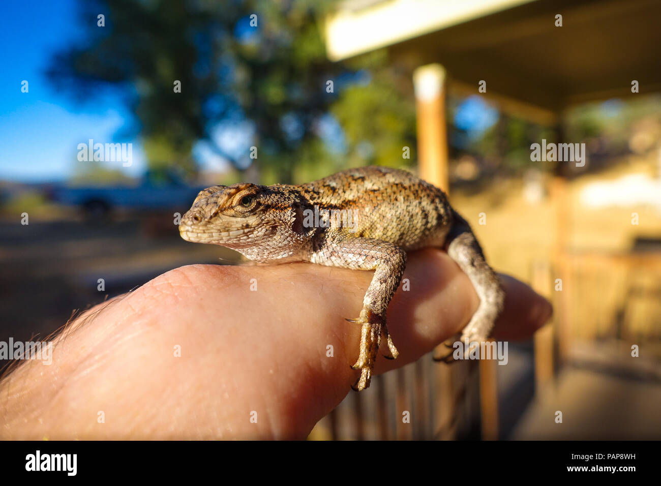 Blue belly lizard hi-res stock photography and images - Alamy