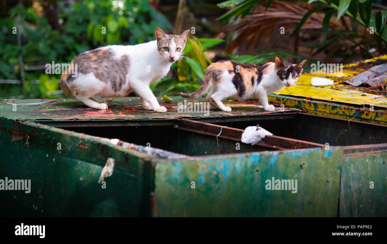 Two Wild Feral Cats Scavenging Through A Rubbish Dumpster in Iloilo ...