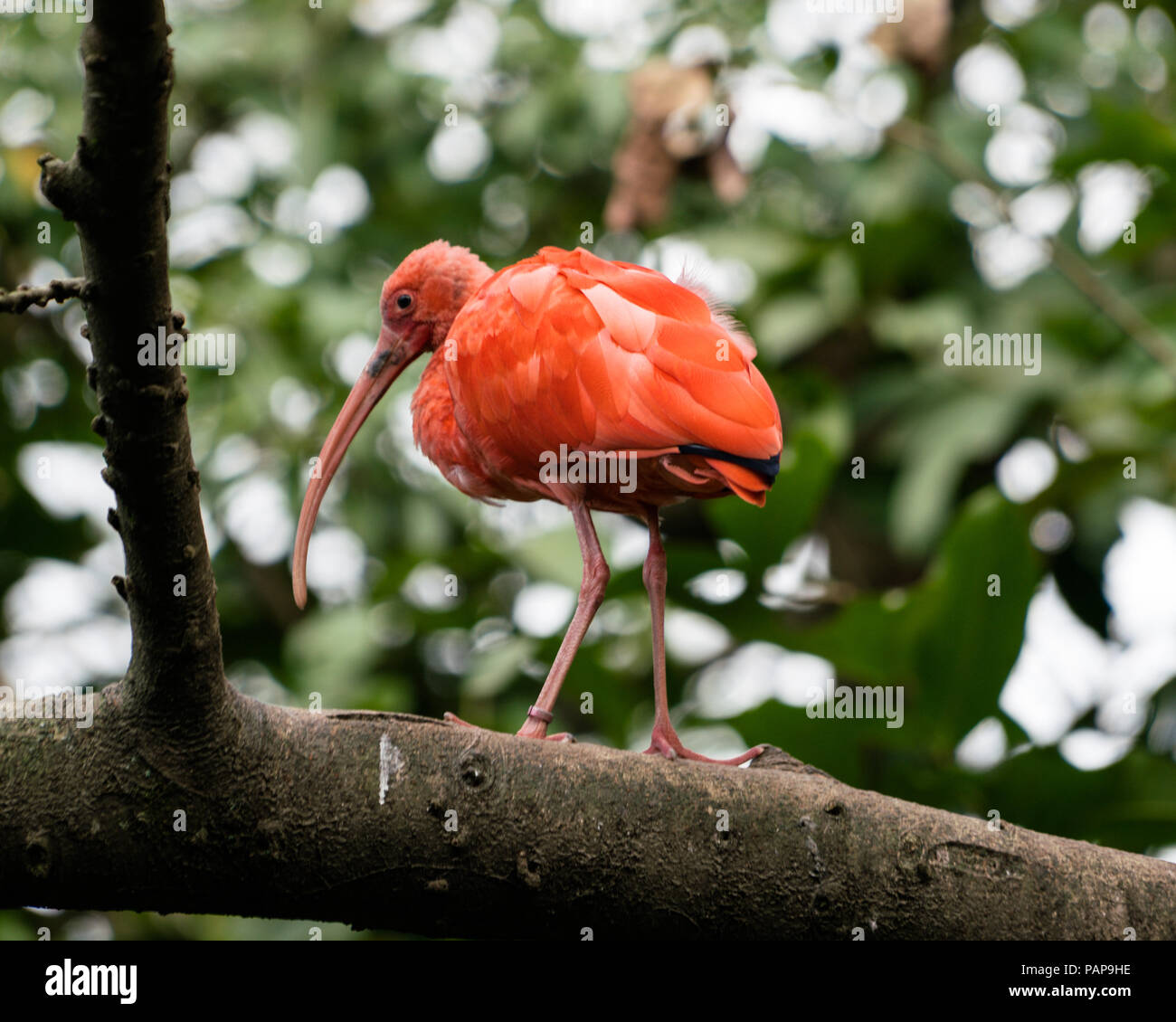 Scarlet Ibis bird Eudocimus ruber on tree branch Stock Photo - Alamy