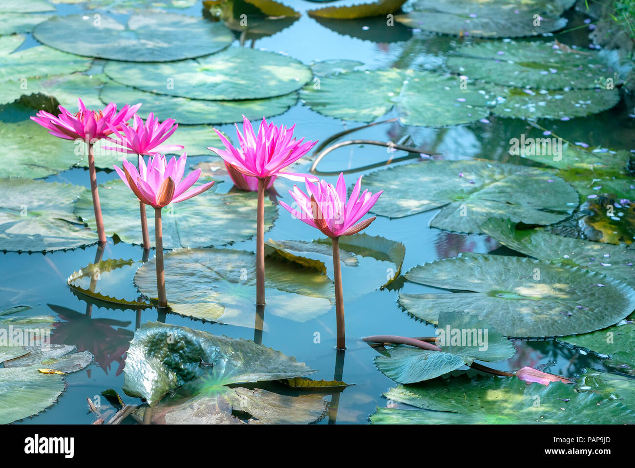 Water lily blooming season with beautiful purple flowers, below large ...
