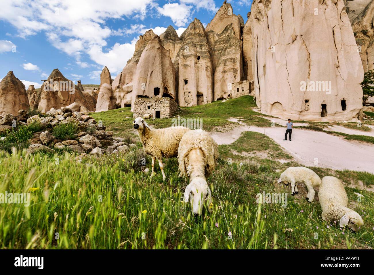 Turkey, Aksaray Province, Guzelyurt, Selime, Sheep grazing on pasture ...