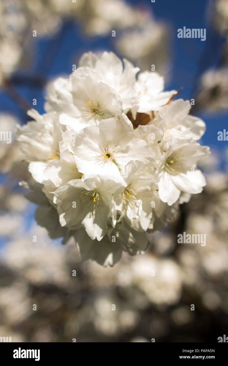 Blossom White flowering May trees Hawthorn, common (Crataegus monogyna ...