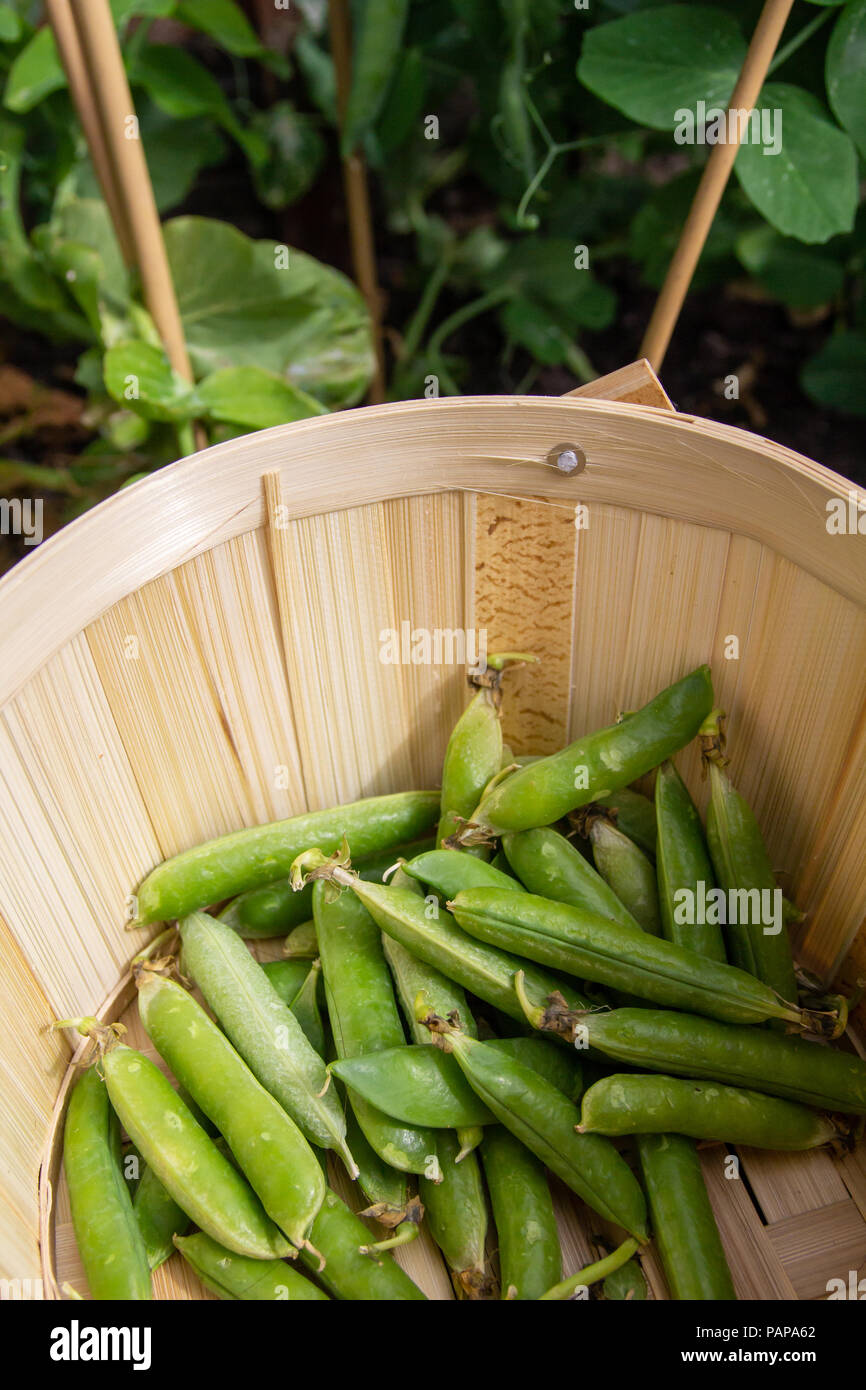 Picking peas pod hi-res stock photography and images - Alamy