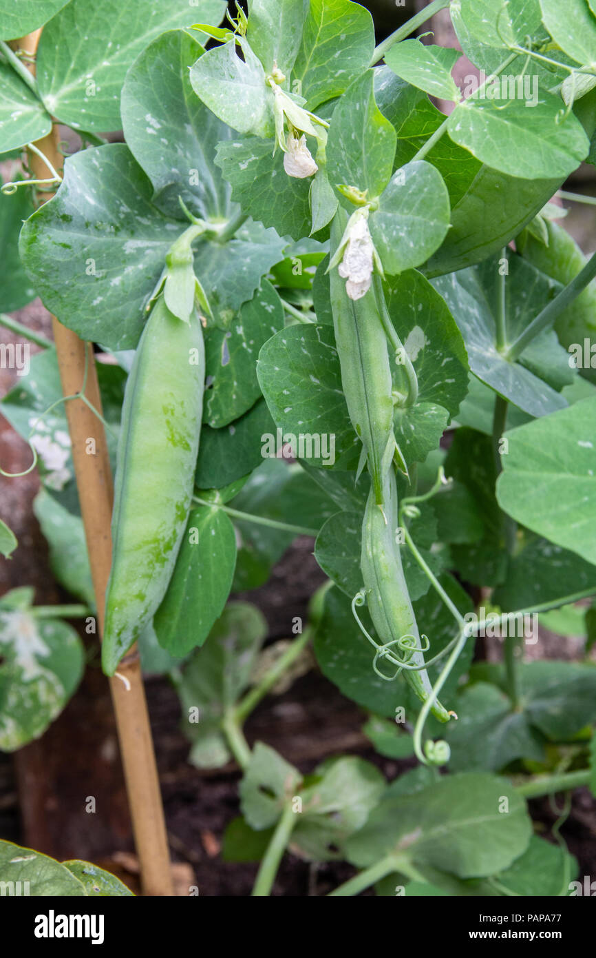 Peas in pods Stock Photo - Alamy