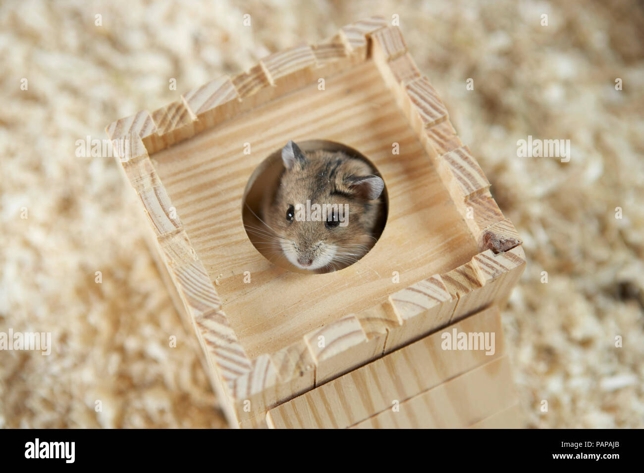 Campbells dwarf hamster hi-res stock photography and images - Alamy