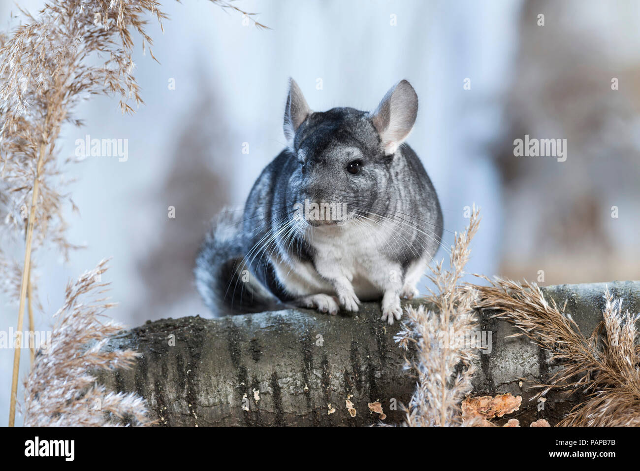 Chinchilla (Chinchilla chinchilla) sitting on a log next to reed ...