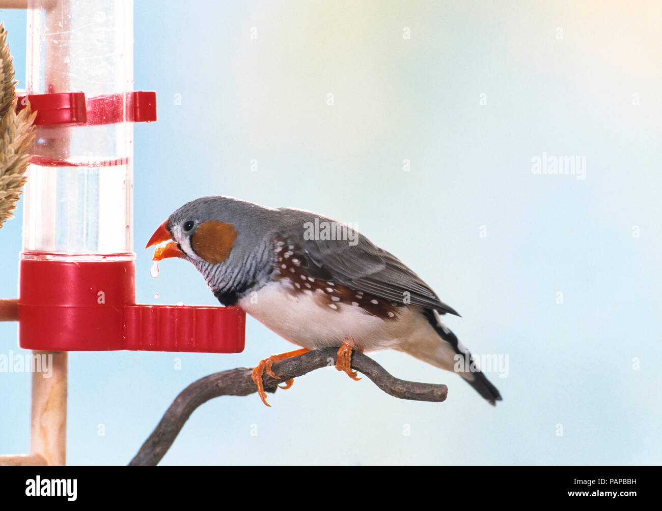 Animal drinking water hi-res stock photography and images - Alamy