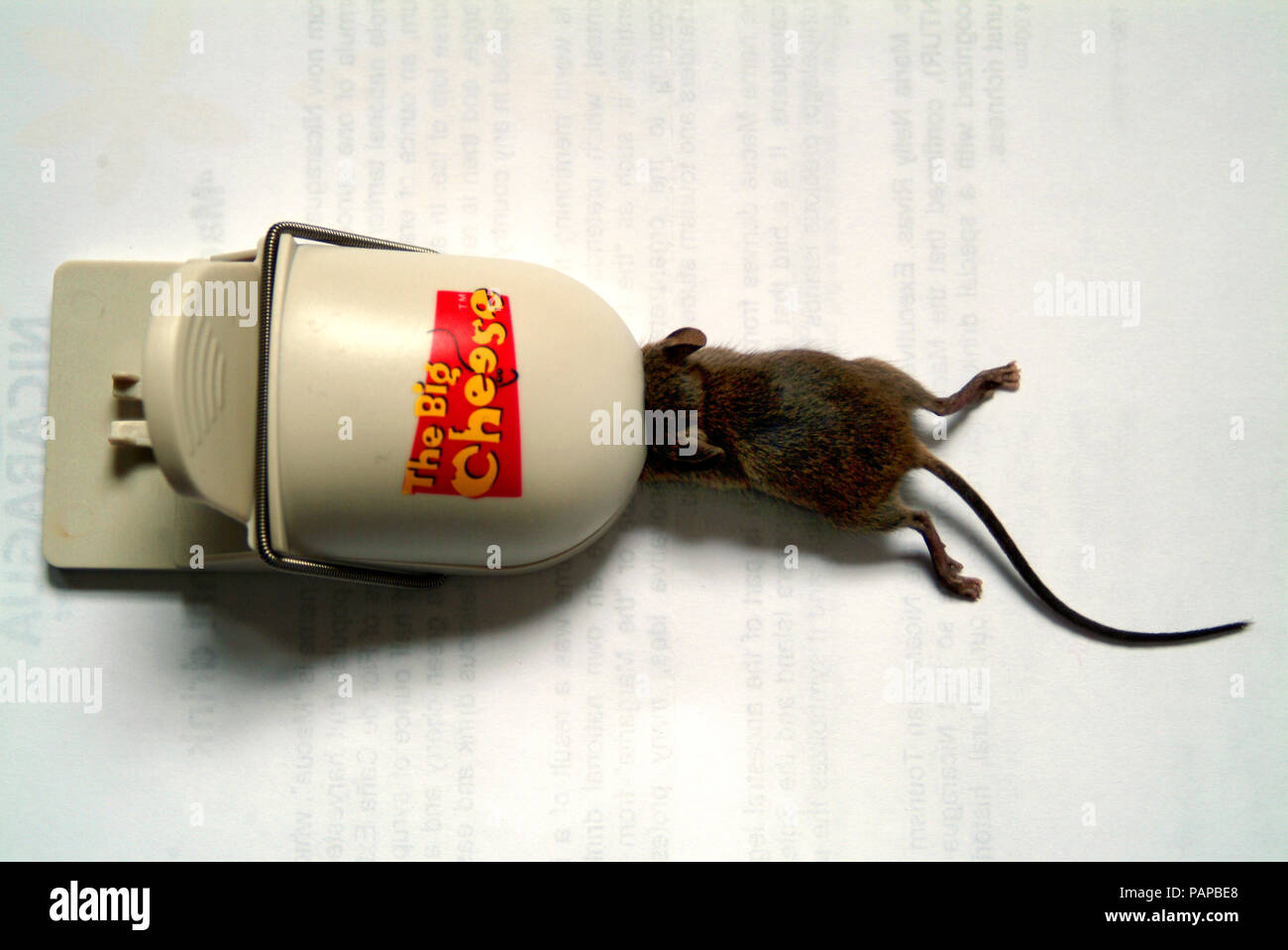Mouse caught in a mousetrap Stock Photo - Alamy