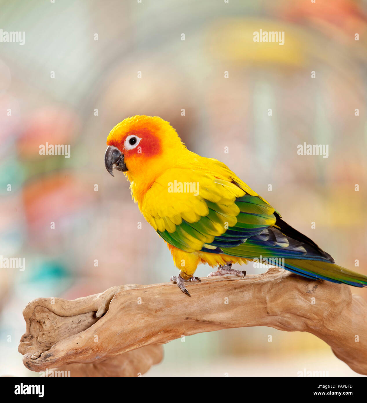 Sun Conure (Aratinga solstitialis). Adult standing on a branch. Germany ...