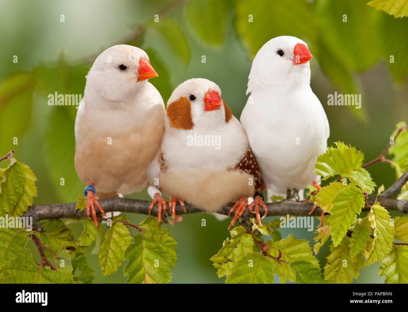 Adult birds hi-res stock photography and images - Alamy
