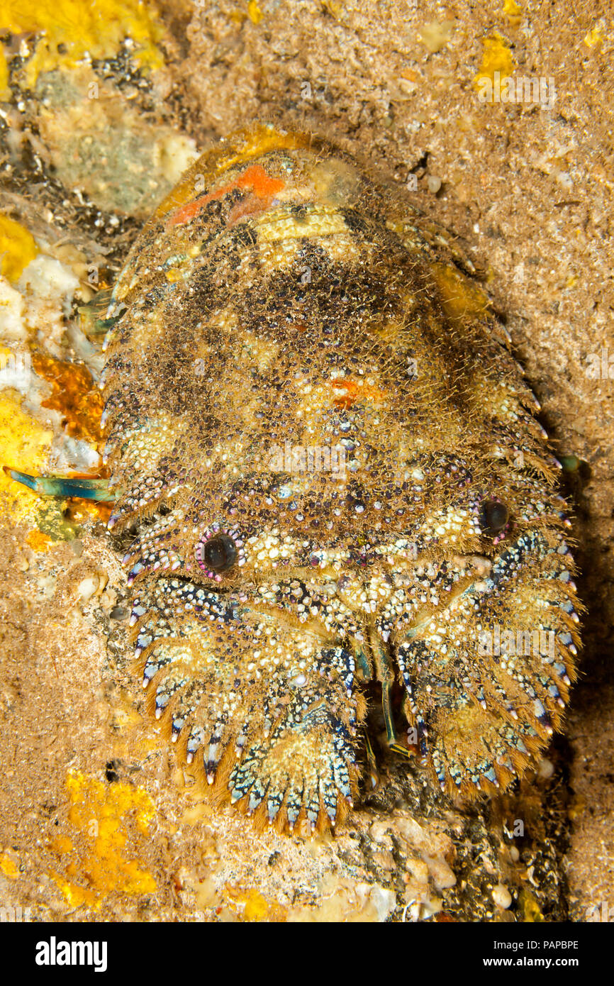 The sculptured slipper lobster, Parribacus antarcticus, are also ...