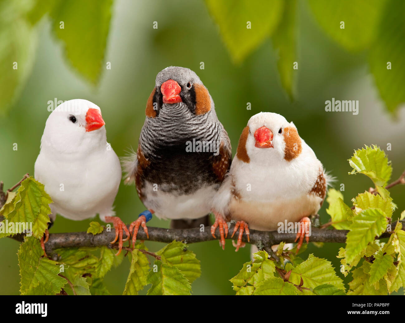Zebra Finch Bird