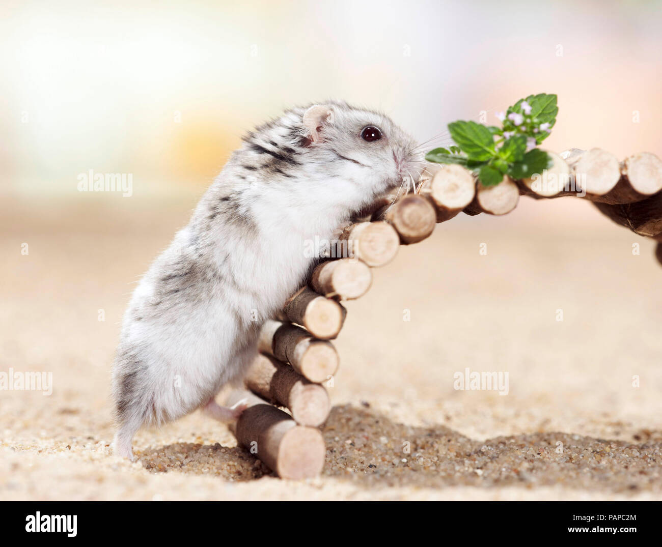 One little leaf hi-res stock photography and images - Alamy