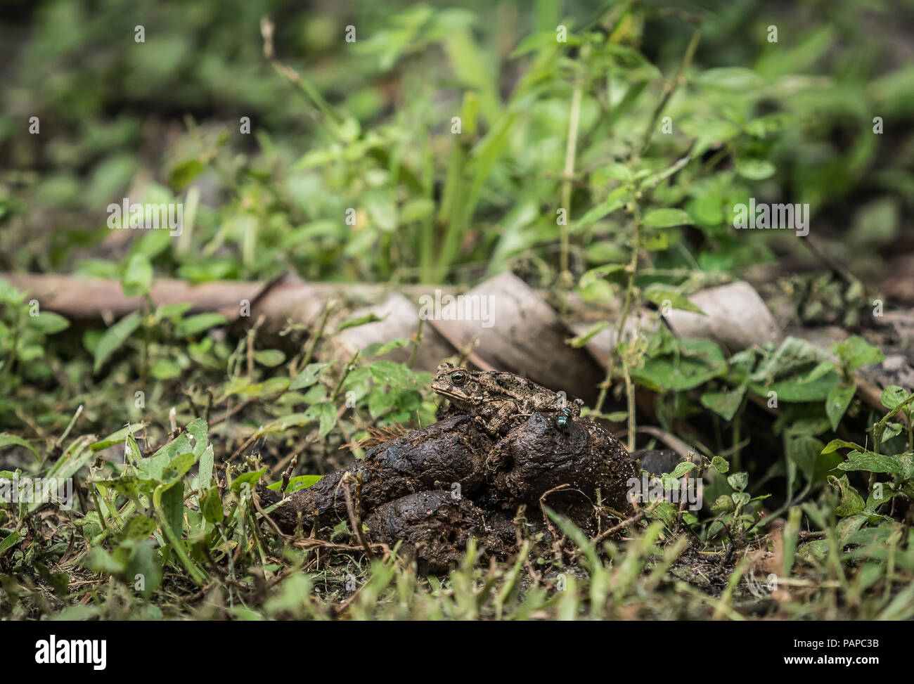 A Southern Toad (Anaxyrus terrestris) in Palm Beach, Florida sitting on ...
