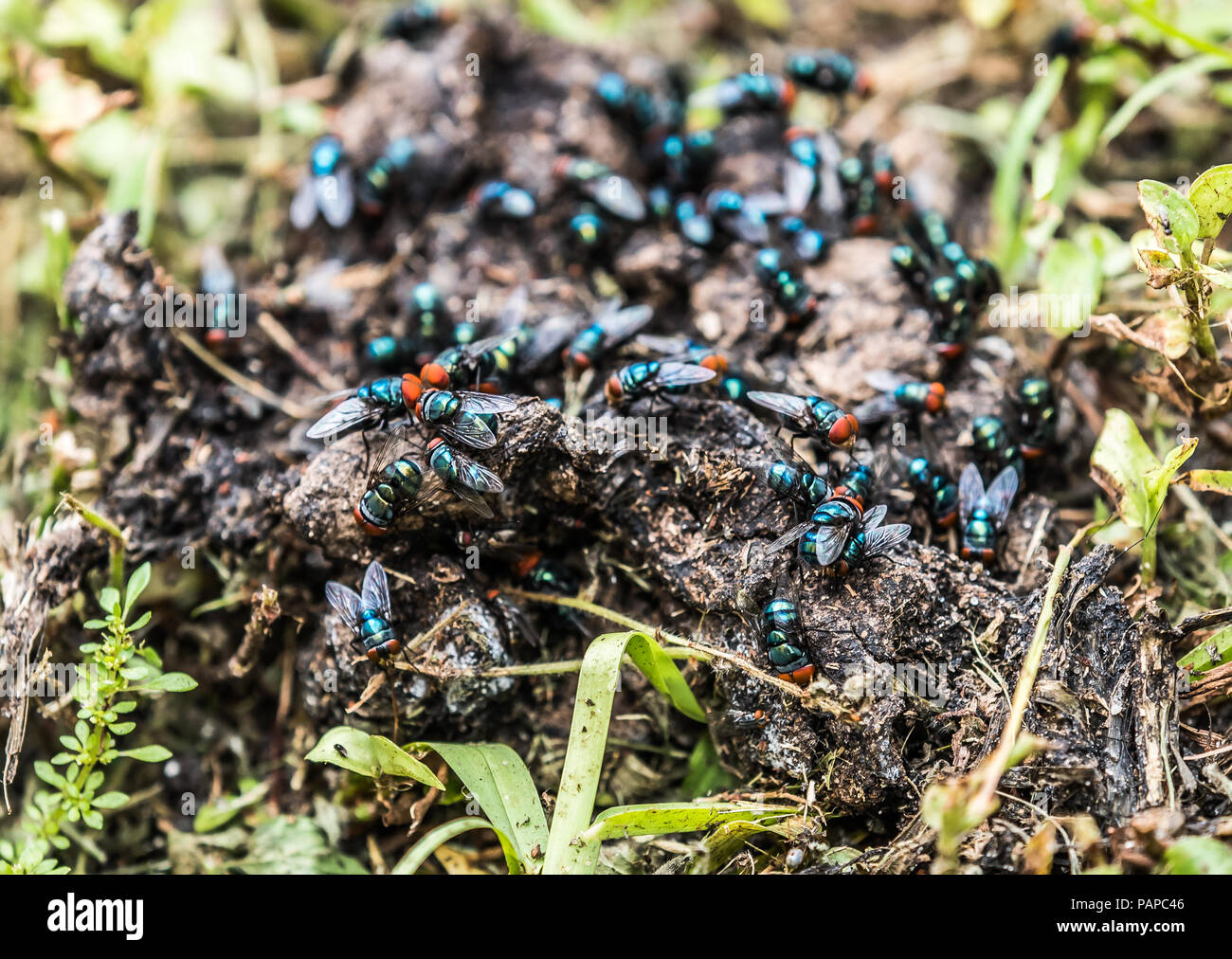 A close up of a swarm of green bottle flies gathering on a pile of ...