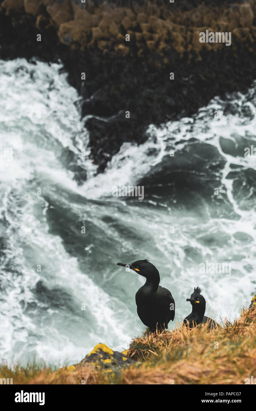 Two shags hi-res stock photography and images - Alamy