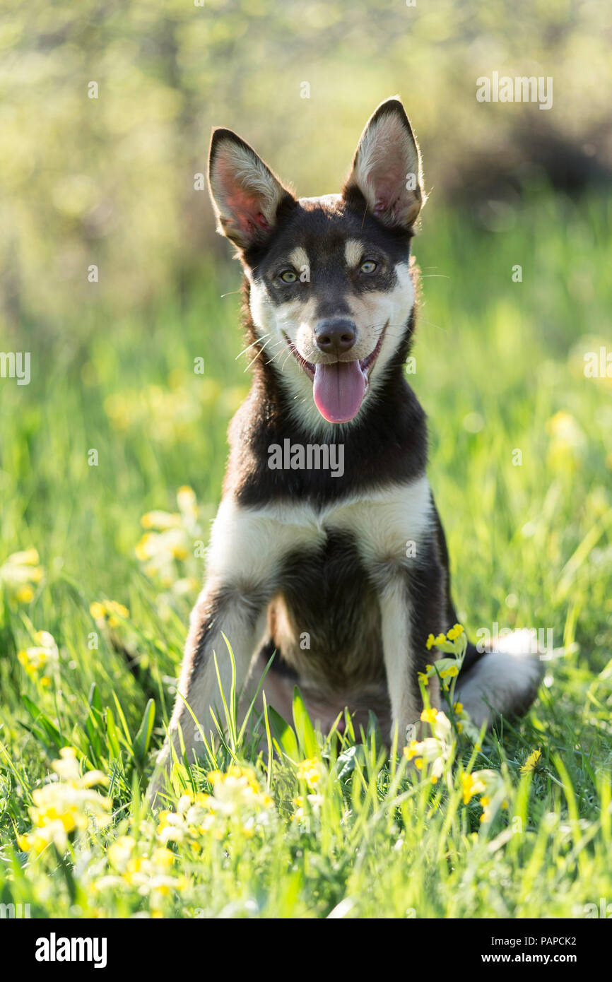 Australian kelpie sitting hi-res stock photography and images - Alamy