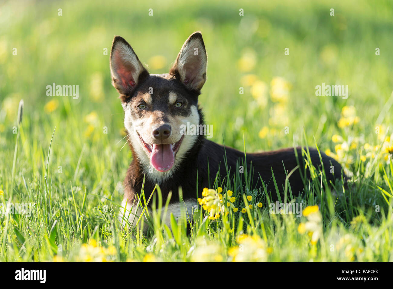 Australian kelpie hi-res stock photography and images - Alamy