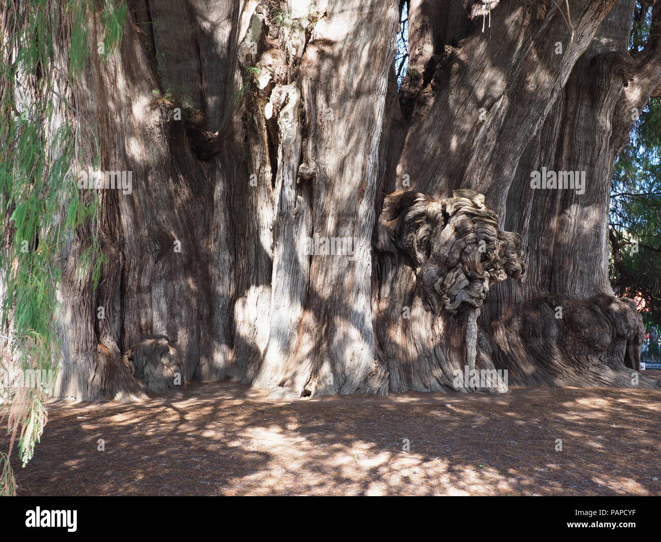 Stoutest trunk of the world of scenic Montezuma cypress tree at Santa ...