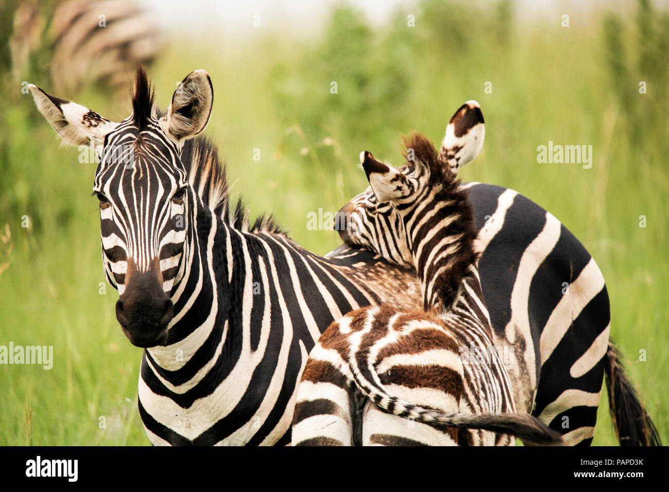 Uganda, Kigezi National Park, Zebra mare with foal Stock Photo - Alamy