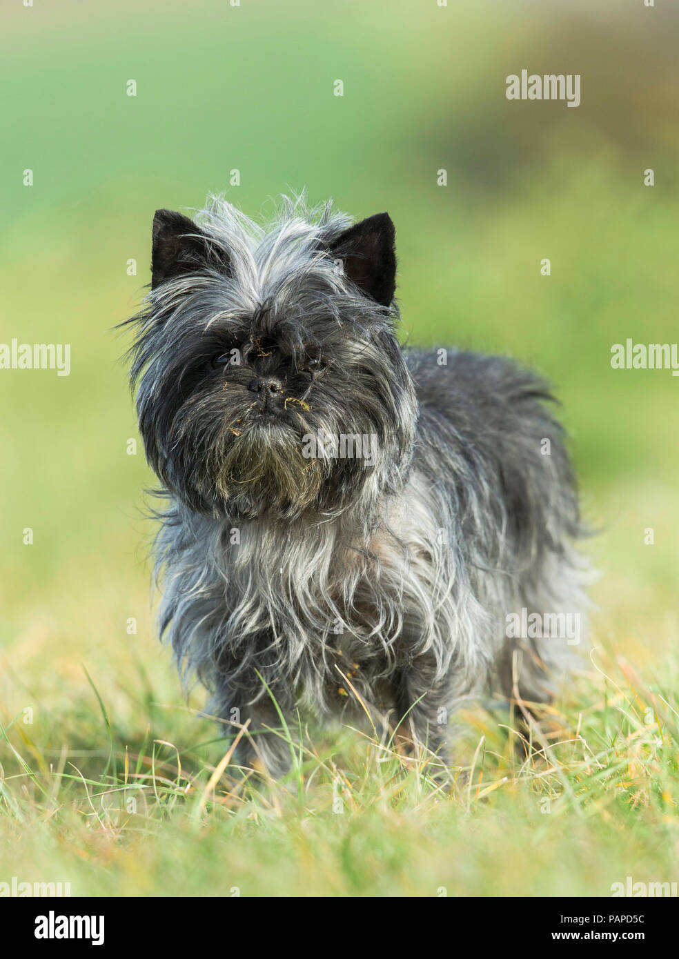 Monkey dog hi-res stock photography and images - Alamy