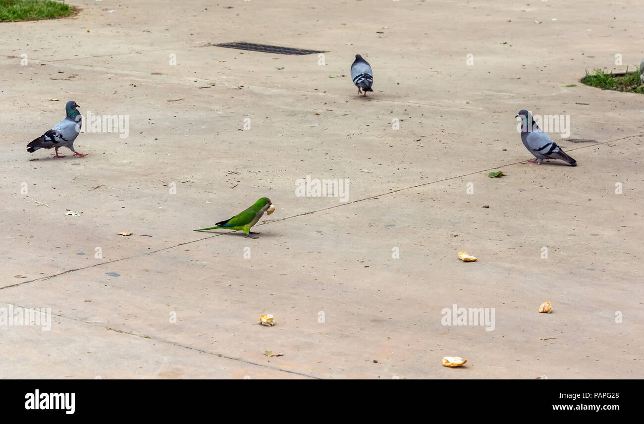 Green parrot among pigeons eating dry bread in the Citadel Park (Parc ...