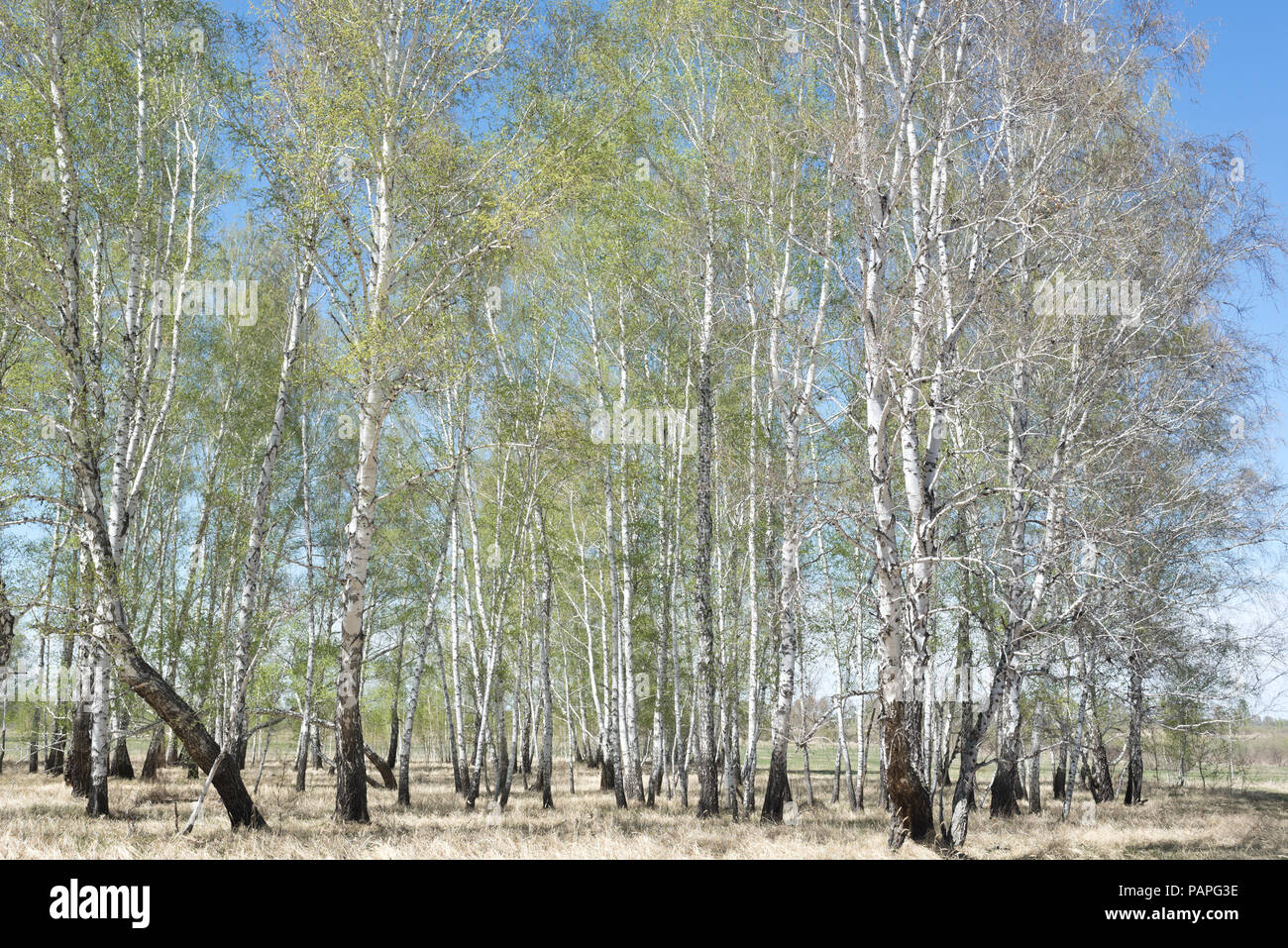 Spring birch forest Stock Photo - Alamy