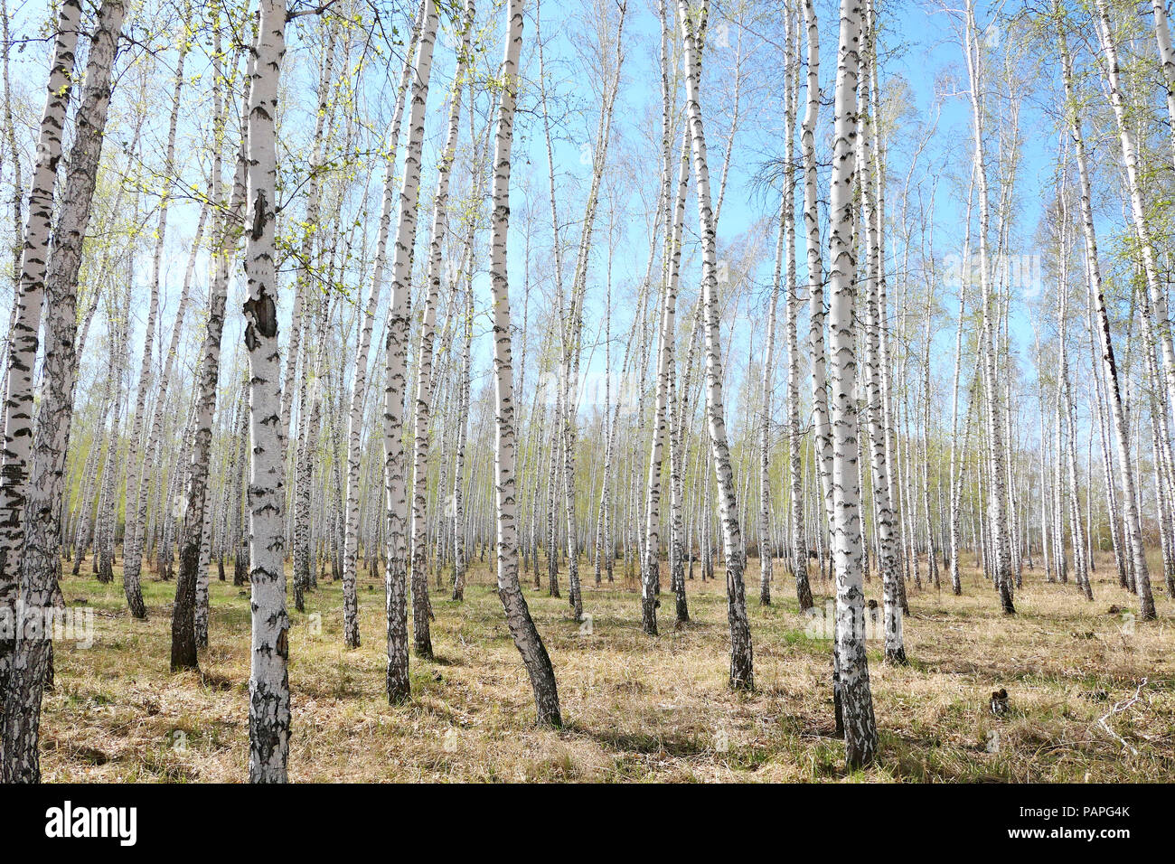 Spring birch forest Stock Photo - Alamy
