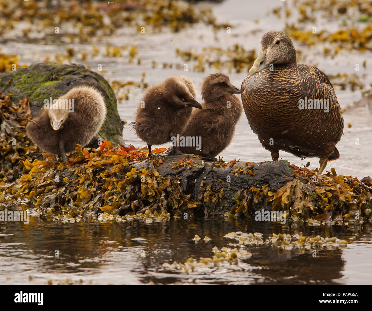 Eider Duck and chicks prepare for 'photo-shoot' Stock Photo - Alamy