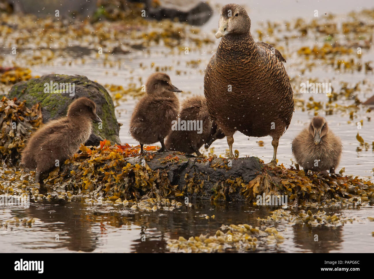 Eider Duck and chicks prepare for 'photo-shoot' Stock Photo - Alamy