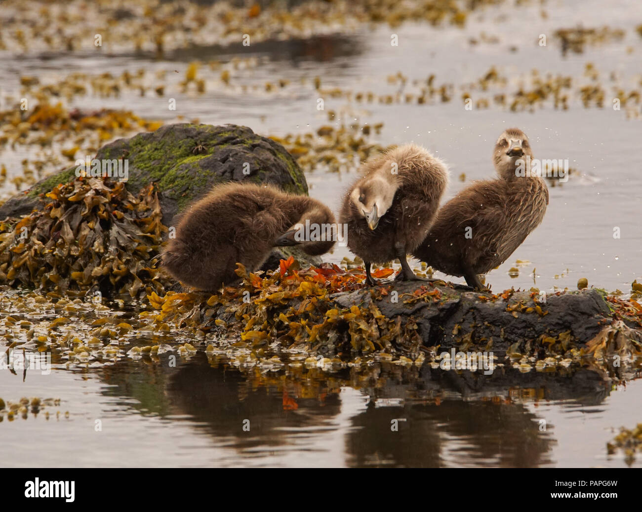 Drying ducks hi-res stock photography and images - Alamy