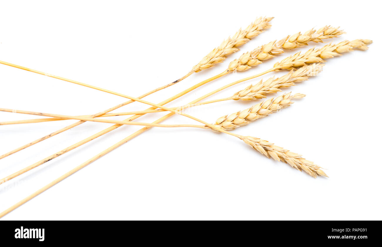 Wheat isolated on white background Stock Photo - Alamy