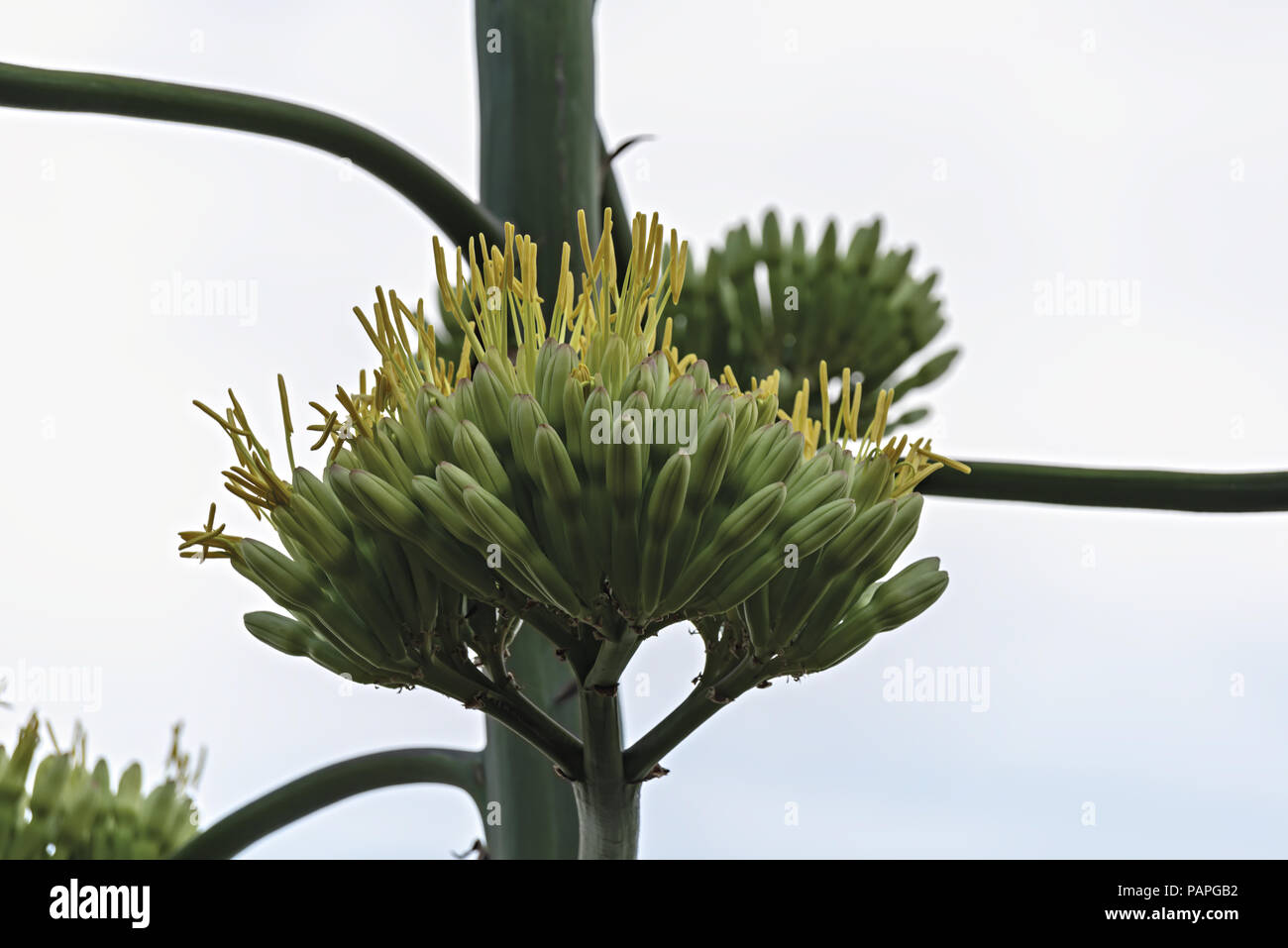 giant agave flower 2 Stock Photo - Alamy