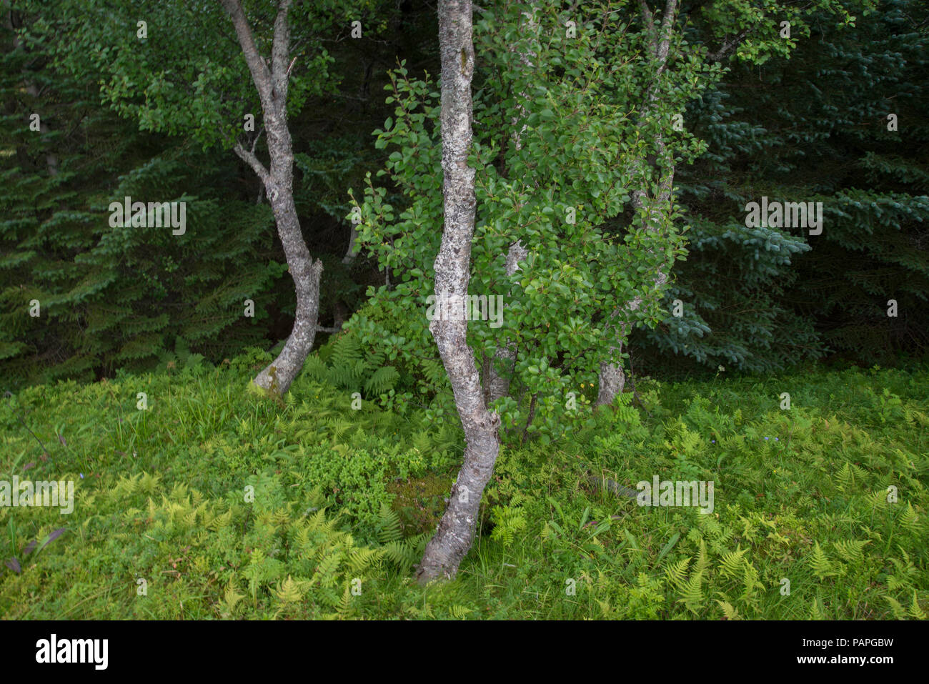 Edge birch tree forest hi-res stock photography and images - Alamy