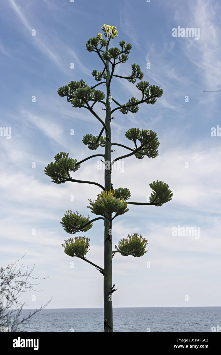 giant agave flower 5 Stock Photo - Alamy