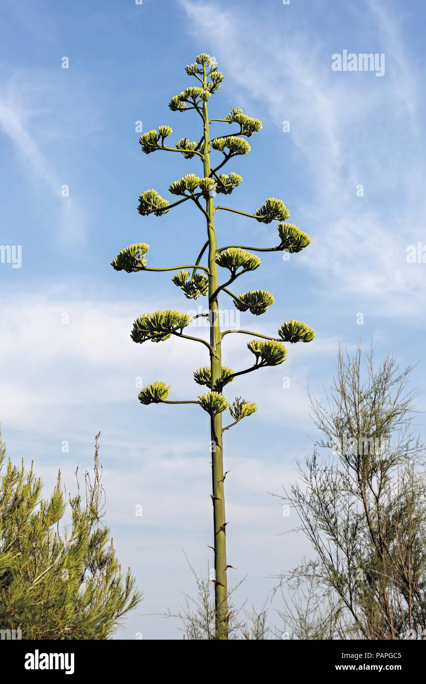 giant agave flower 6 Stock Photo - Alamy